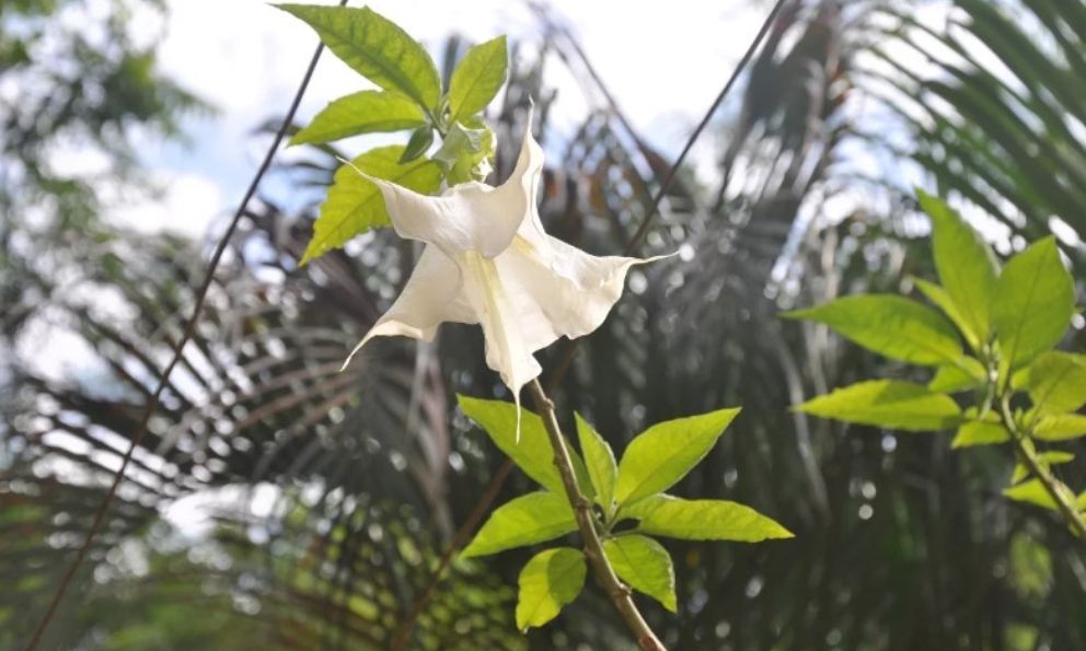 Escopolamina, la droga utilizada para robar que no deja rastro en el cuerpo