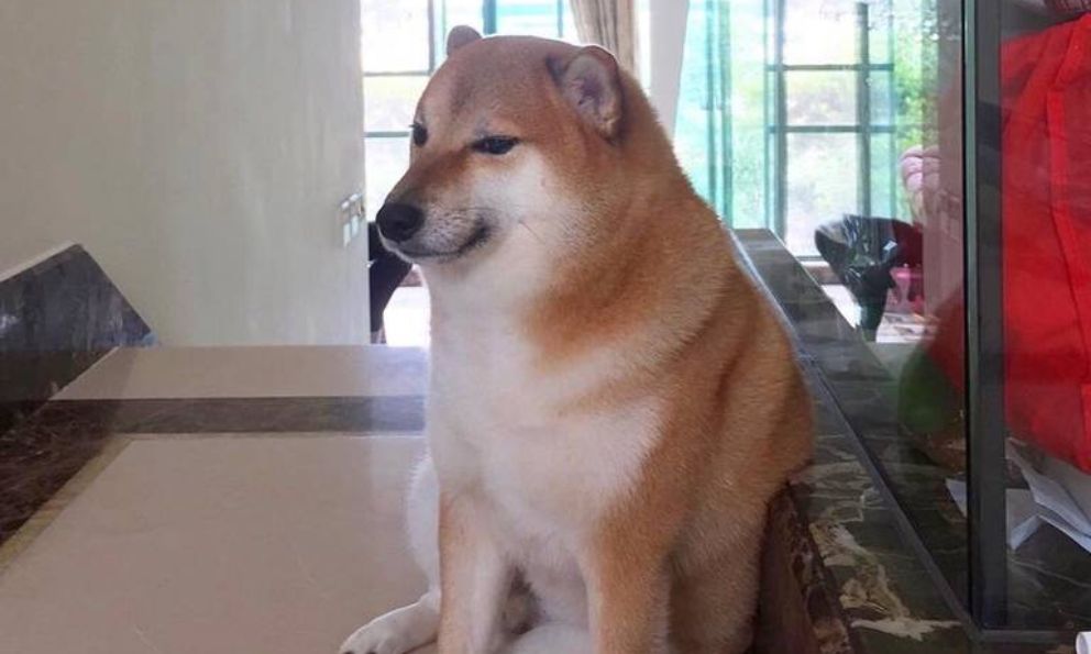 Fallece el perrito de los memes conocido como ‘Chems’