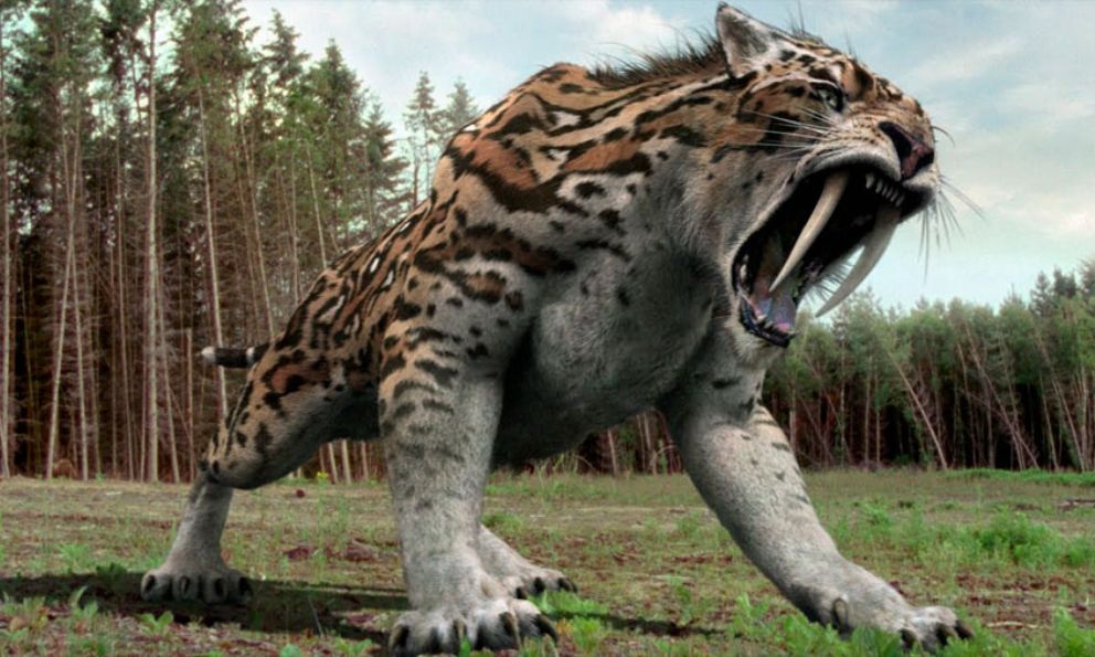 Hallan en Argentina uno de los restos más completos del tigre diente de ...