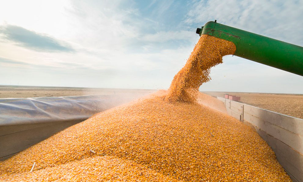 Rusia garantiza suministrar grano a África este año