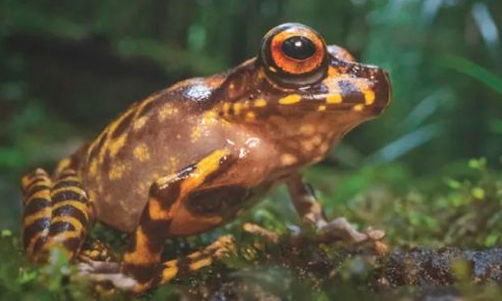 Nueva especie de sapo revela la evolución de los anfibios africanos
