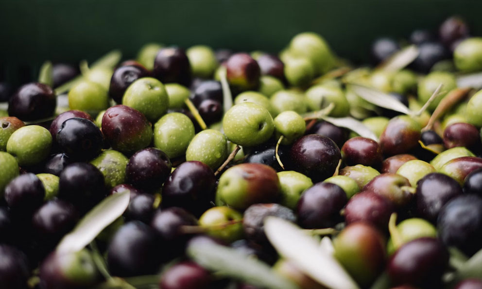 Estos son los beneficios por consumir aceitunas de forma regular