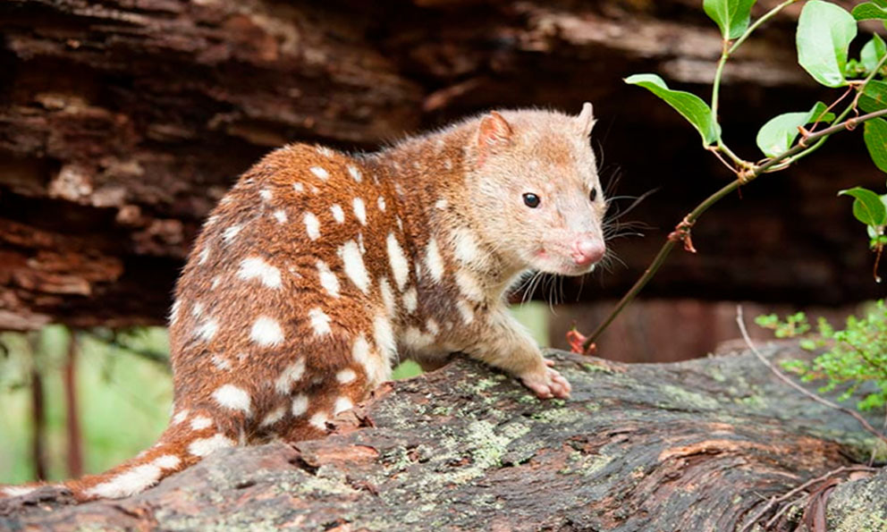 Granjero encuentra animal que se creía extinto en Australia