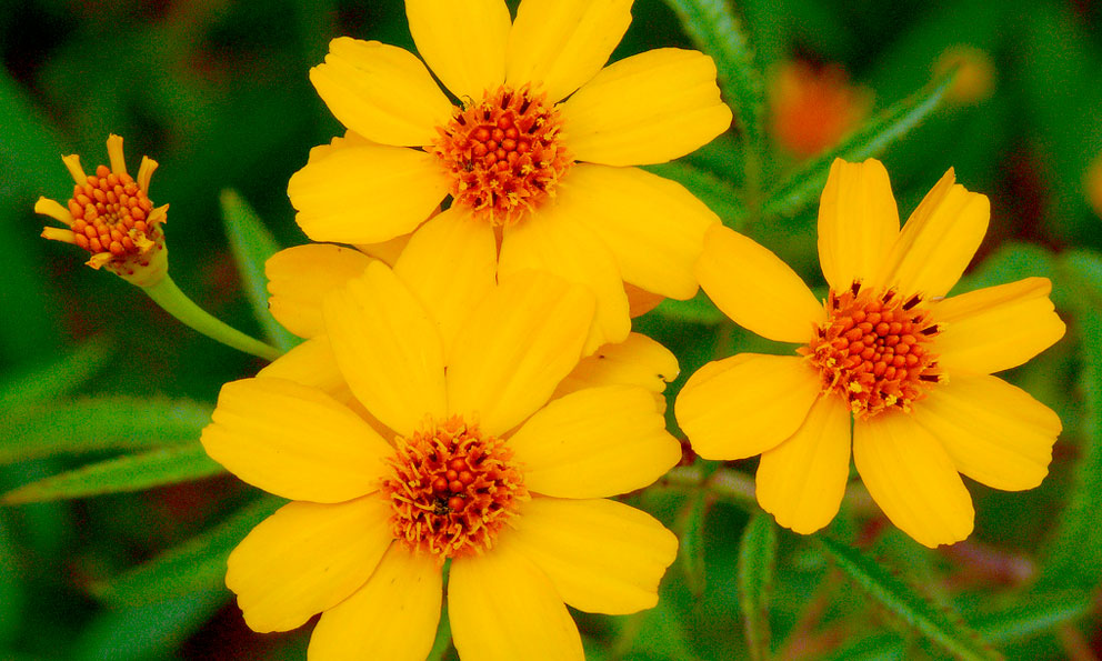 Descubre los beneficios del pericón