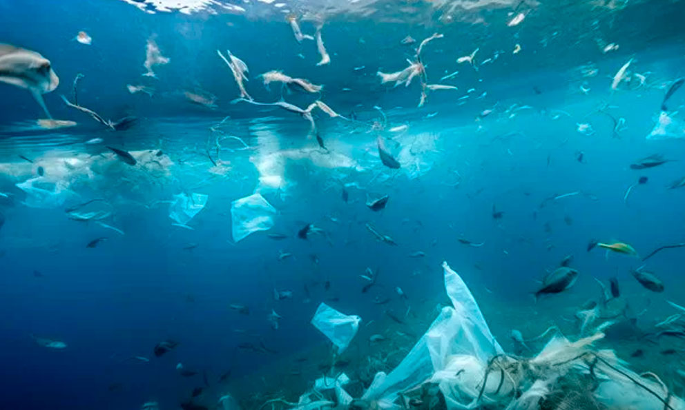 ¿Comemos el plástico que comen los peces? Sí, y también sus contaminantes