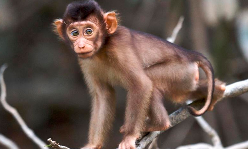 Científicos chinos clonan con éxito un mono rhesus