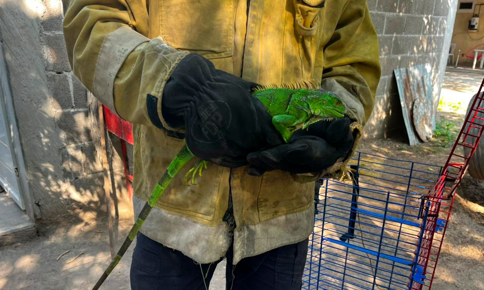 Rescatan a iguana al interior de una vivienda en Rioverde