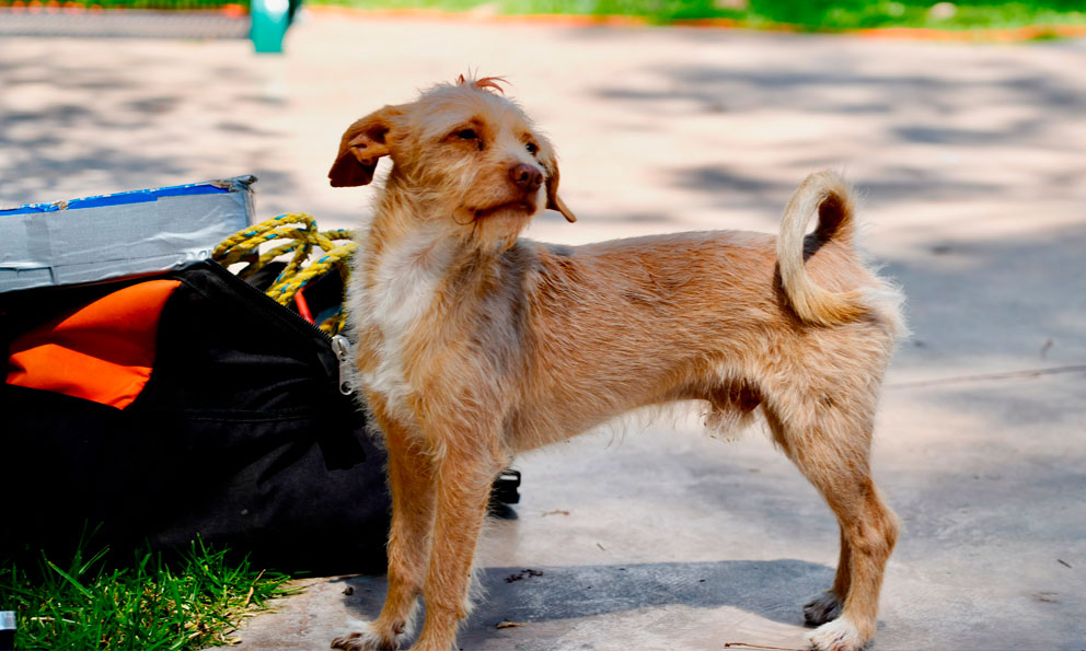 Villa de Pozos fomenta trabajo a favor de los animales