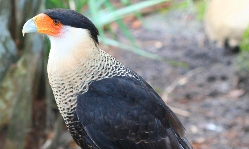 ¿Qué animales están extintos en México?