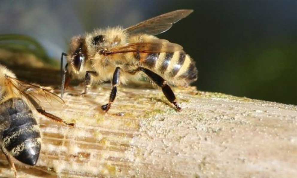 La contaminación del aire amenaza a los polinizadores