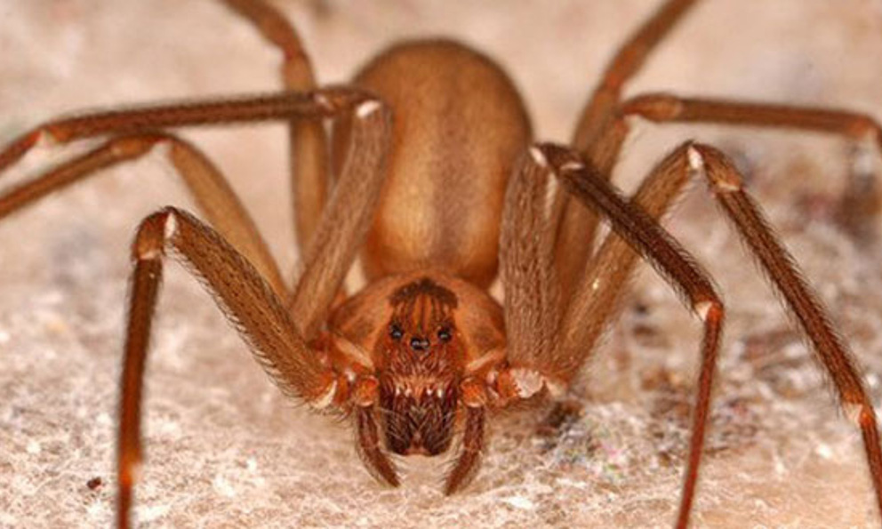 Alertan en México por presencia de araña violinista Alertan en México por presencia de araña violinista