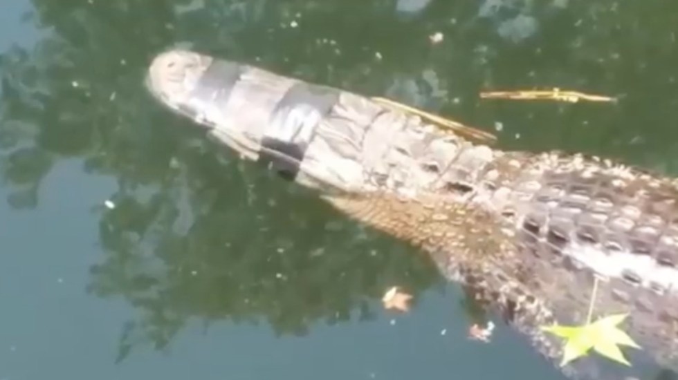 Ofrecen Recompensa Para Encontrar Quién Tapó Los Ojos A Caimán En Florida
