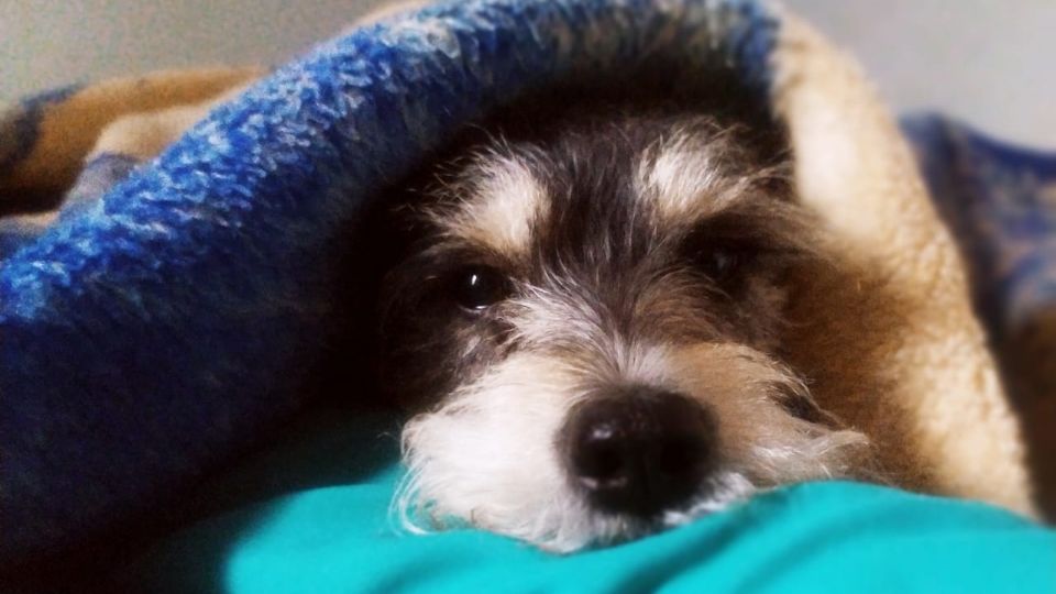 ¿Qué tanto conoces a tu perro? Estos son los síntomas para saber si ...