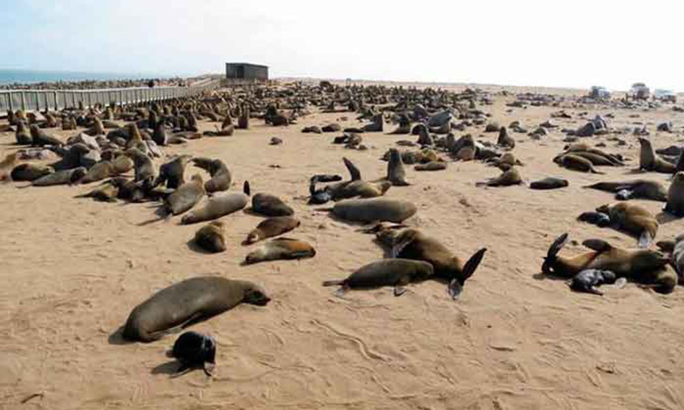 Encuentran 7 mil focas muertas en Namibia