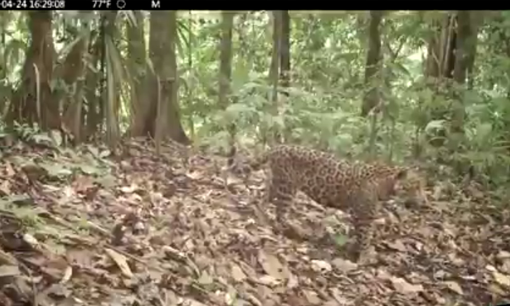 Cámaras captan a joven jaguar macho en parque nacional de Costa Rica