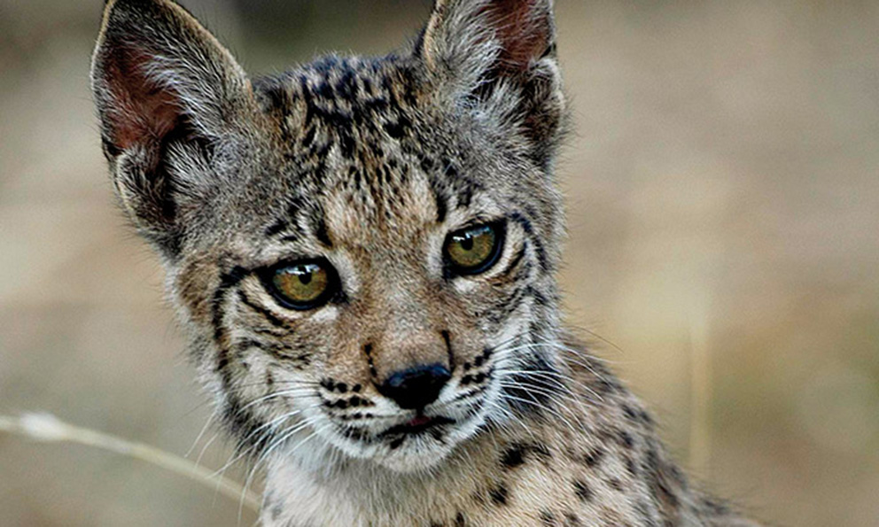 Rescatan cría de lince; recibe transfusión