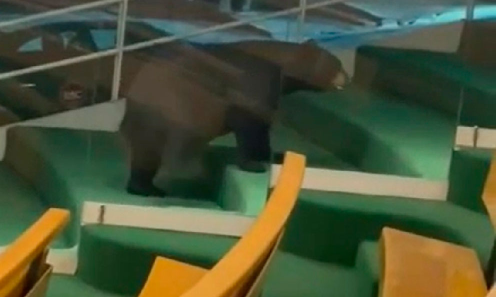 Sorprende oso a asistentes en iglesia