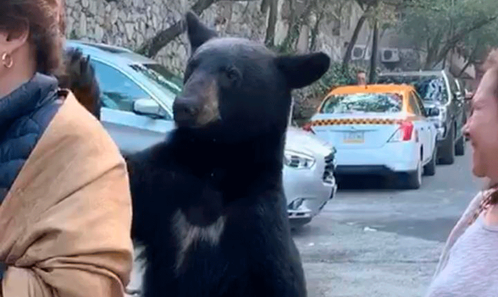 Capturan al oso de Chipinque; lo castrarán antes de su liberación