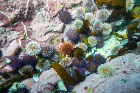 Los sedimentos oceánicos esconden la historia de 66 millones de años de ...