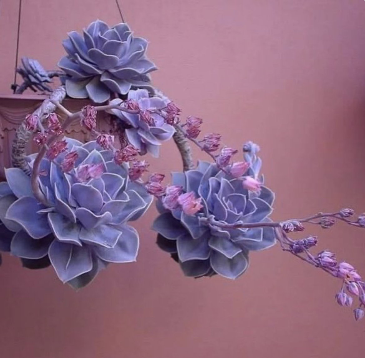 Las flores moradas ideales para decorar con este color