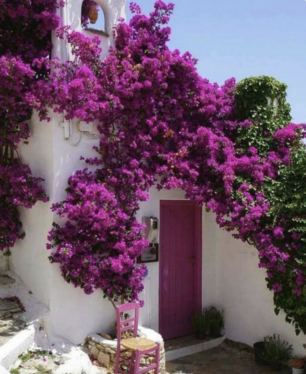 Que Tal Virtual | Revista Sociales San Luis Potosí, S.L.P. LAS FLORES ...