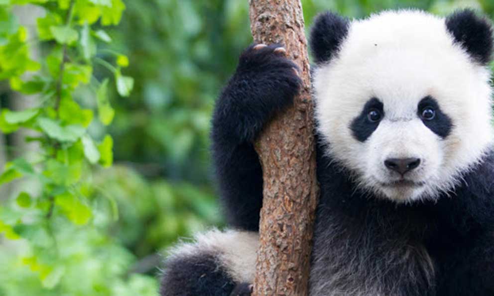 Panda resulta ser hembra y no macho 4 años después de su nacimiento