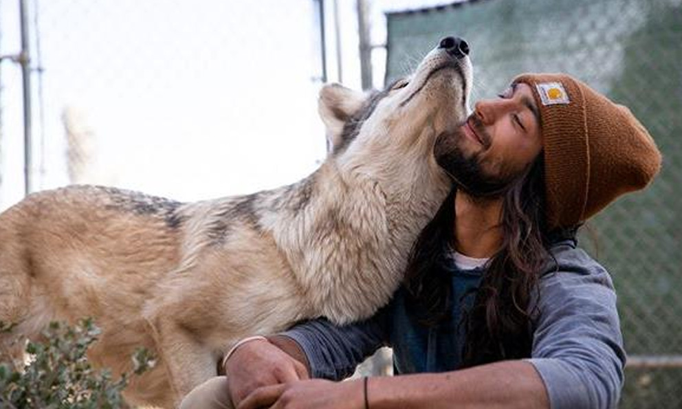 Los lobos también pueden sentir y mostrar afecto por las personas