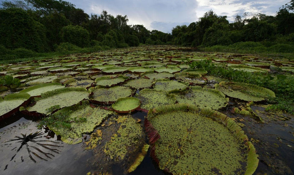 El Pantanal, el humedal más extenso del planeta, en peligro