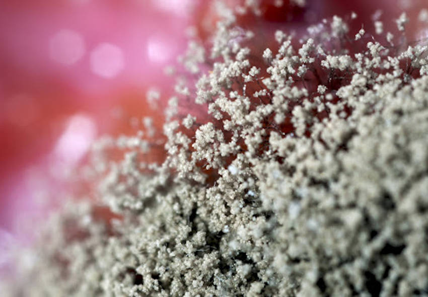 ¿Vive en frutas y verduras? Te decimos cómo entra el llamado hongo ...