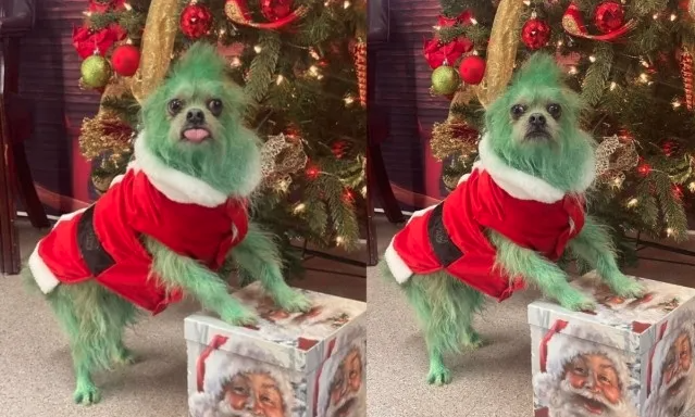 ¡No se robó ningún regalo! Visten a perrito de Grinch y se vuelve viral