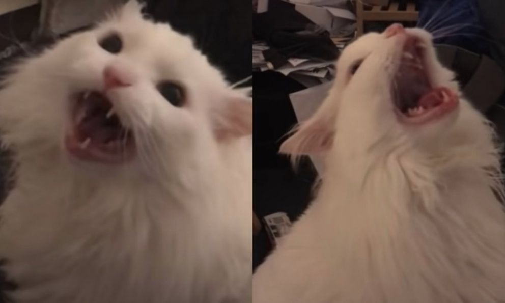 Muere Thurston Waffles, el gatito que se volvió meme por su peculiar ...