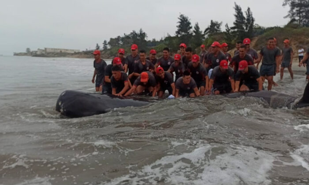 Soldados devuelven al océano a una ballena varada en la costa de Ecuador