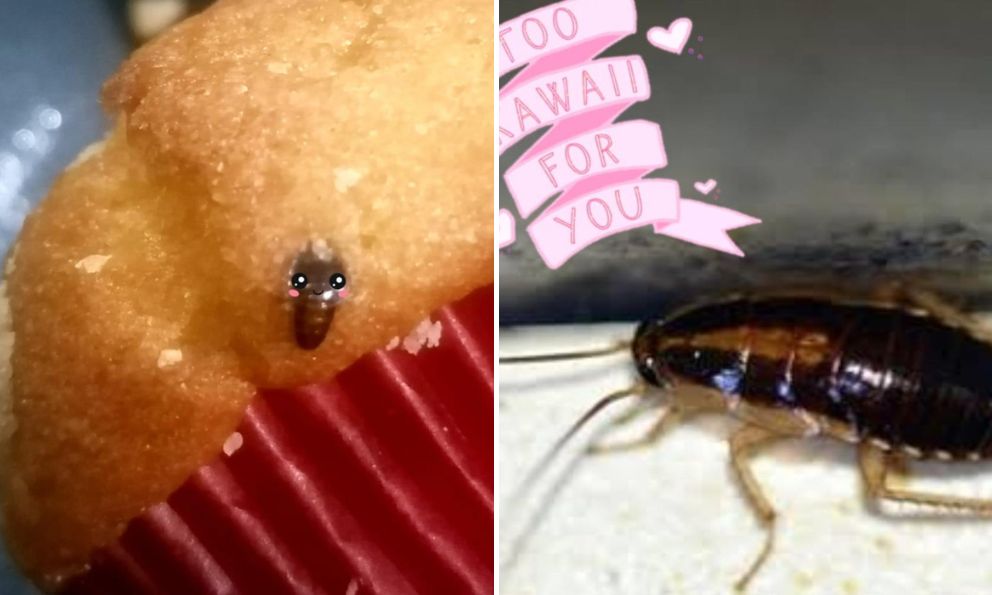 Encuentran una cucaracha incrustada en un panquecito