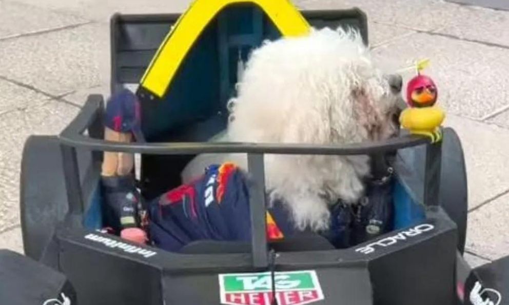 Fabbio, el perrito más famoso por tener un monoplaza igualito al de ...