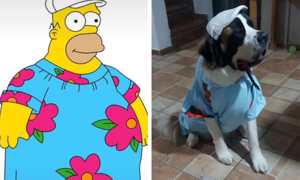 Perrito gana concurso de disfraces vestido de Homero Simpson
