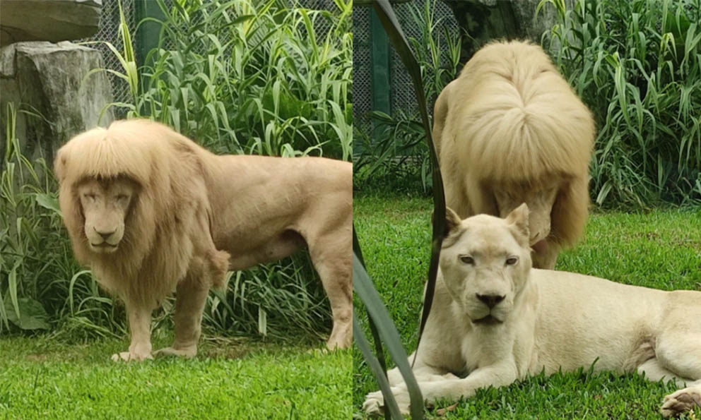 León sorprende con peculiar peinado ochentero