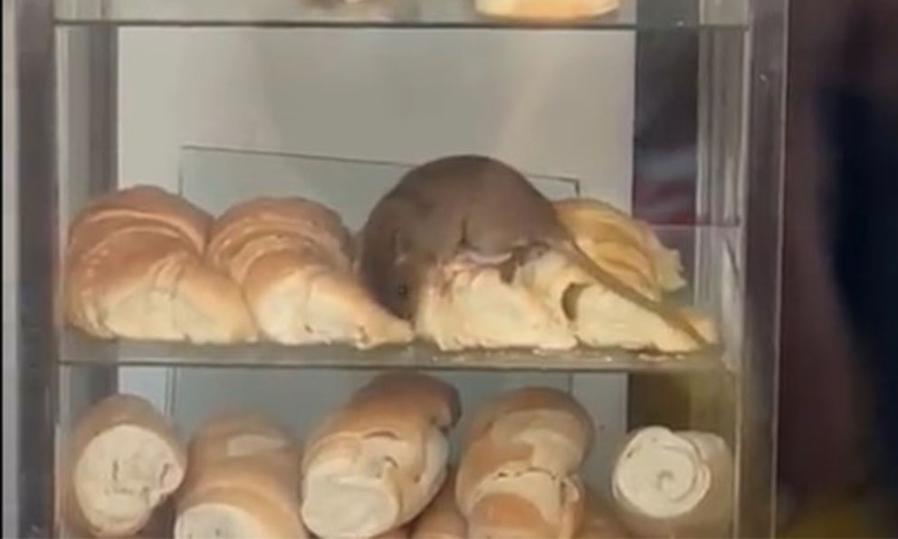 ¿Ratatouille eres tú? Captan a enorme rata en panadería