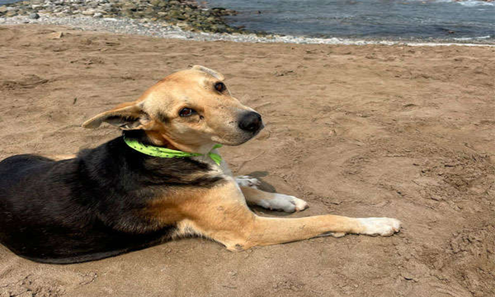 Vaguito, el perrito que cada día espera a su fallecido amo en la playa ...