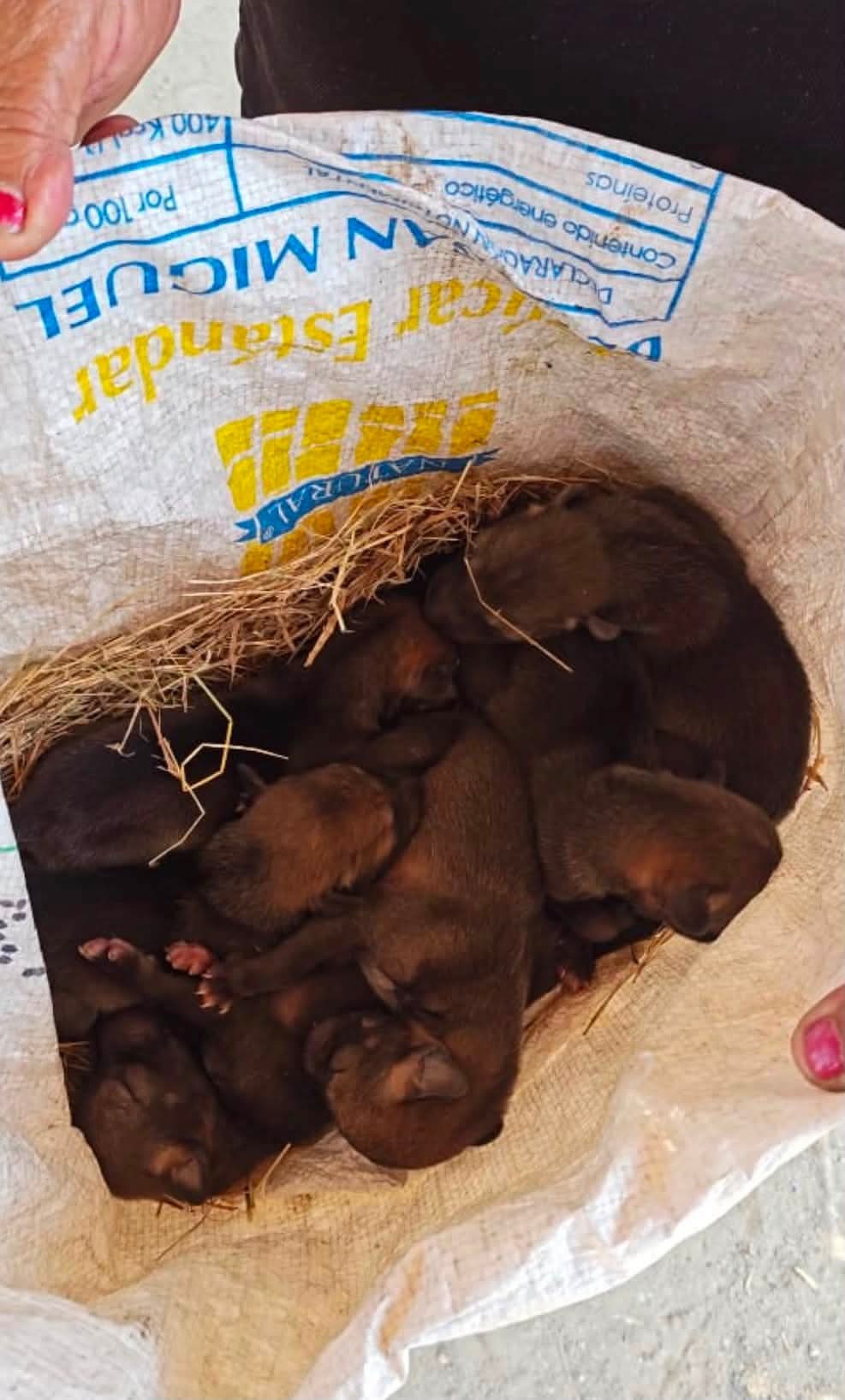 Por ser liberados cachorros coyote tras crianza en la UMA Selva Tennek